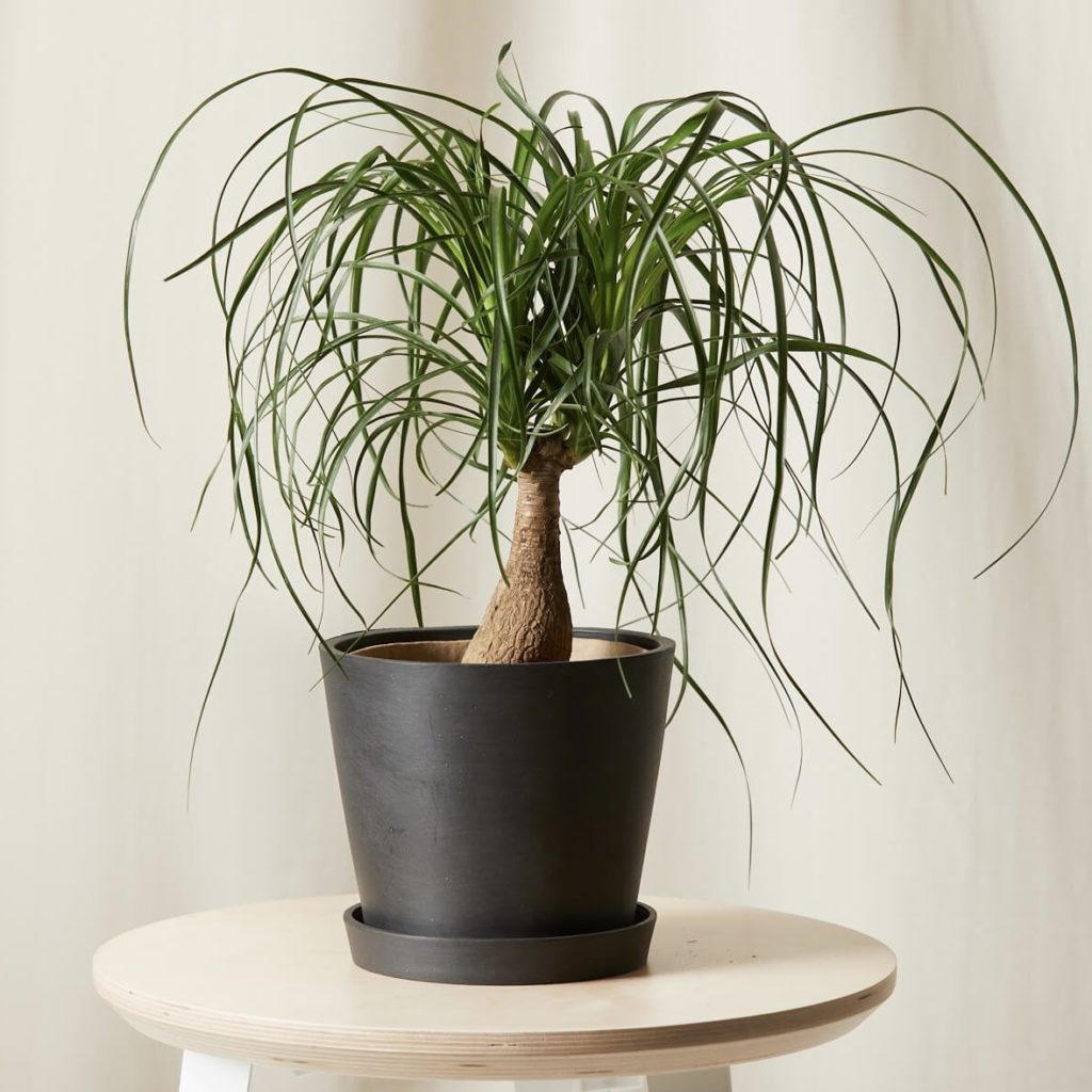Bloomscape Plants Review - Must Read This Before Buying