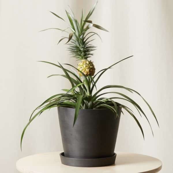Bloomscape Plants Review - Must Read This Before Buying