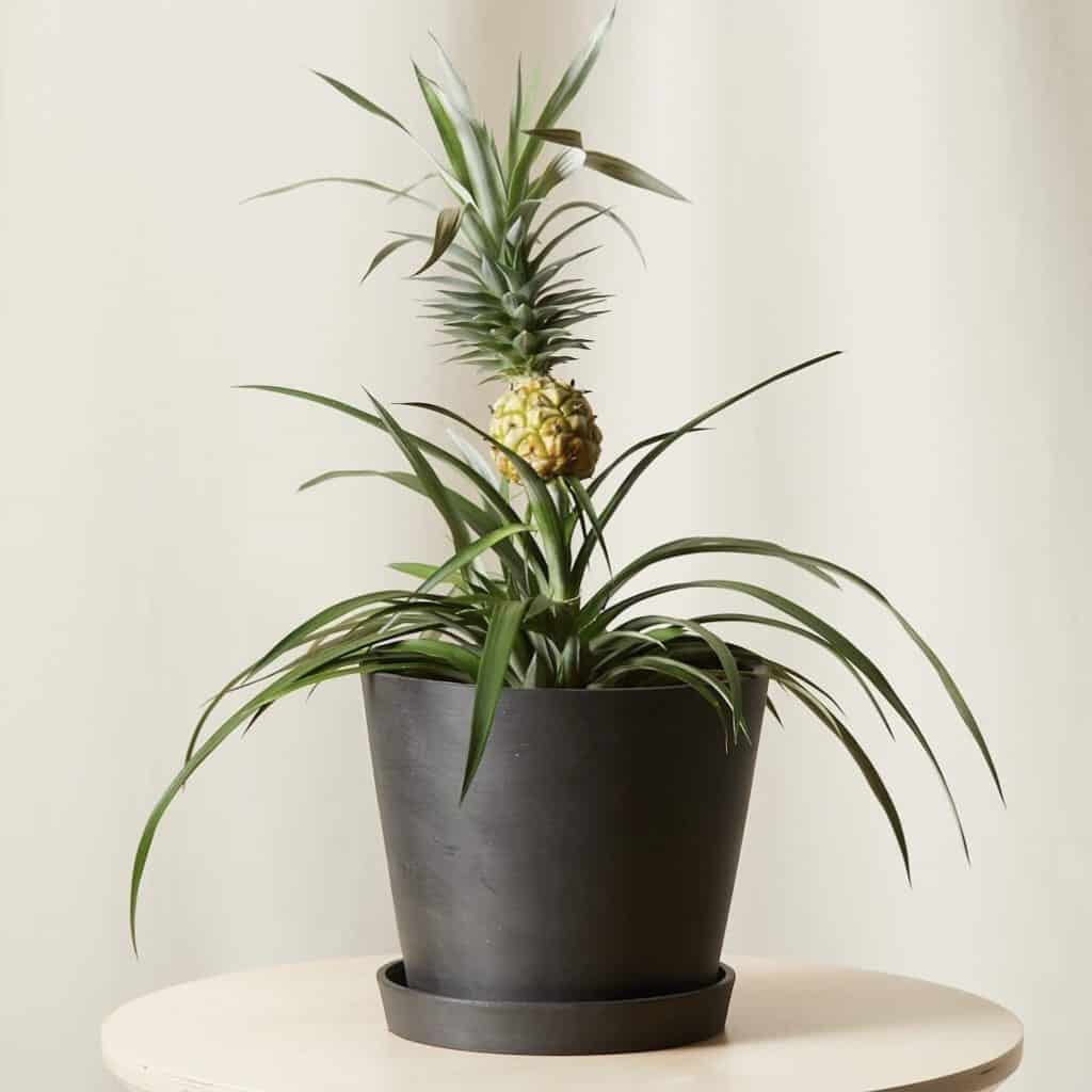 Bloomscape Plants Review - Must Read This Before Buying