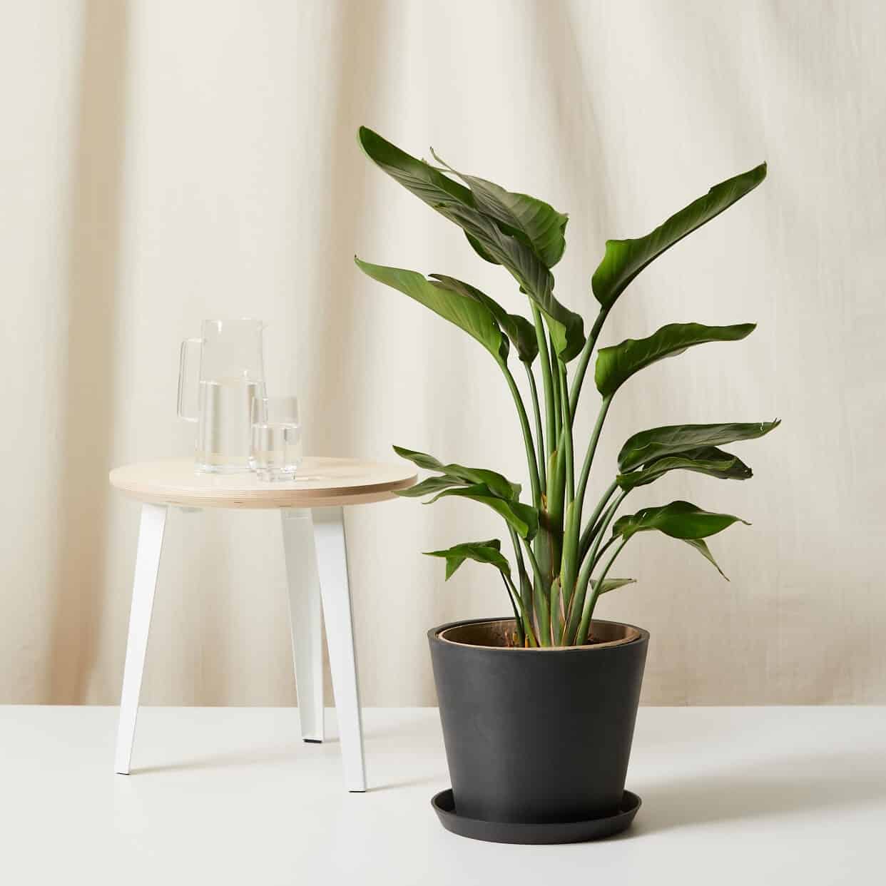 Bloomscape Plants Review - Must Read This Before Buying