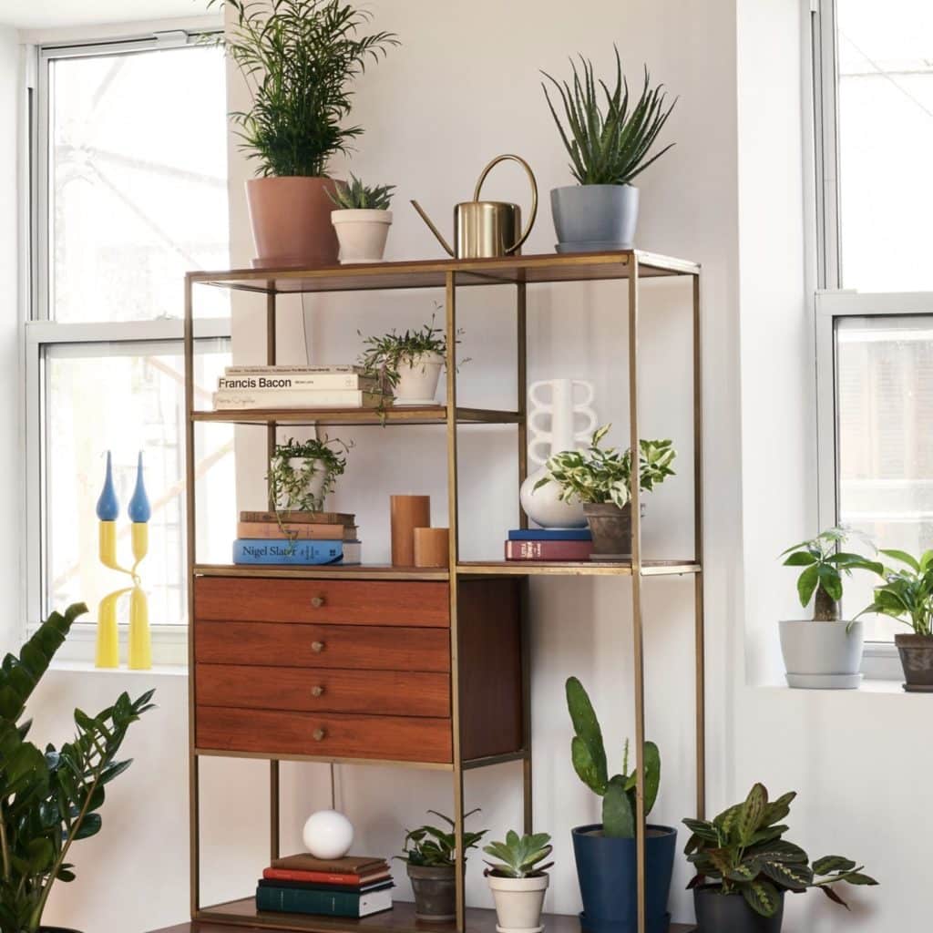 Bloomscape Plants Review - Must Read This Before Buying