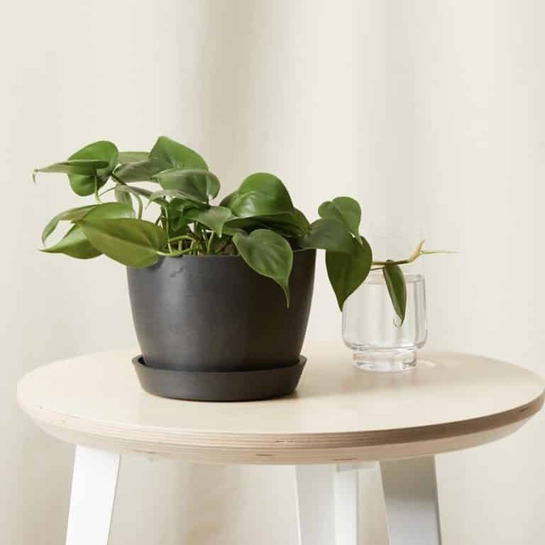 Bloomscape Plants Review - Must Read This Before Buying