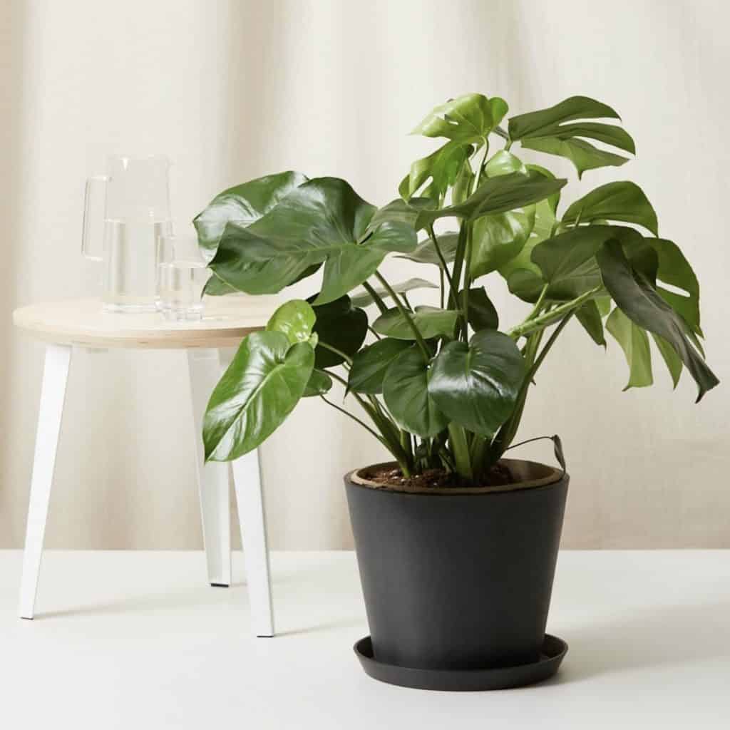 Bloomscape Plants Review - Must Read This Before Buying