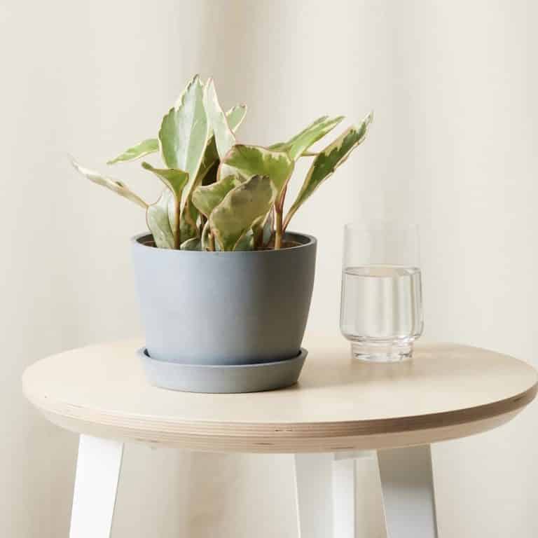 Bloomscape Plants Review - Must Read This Before Buying