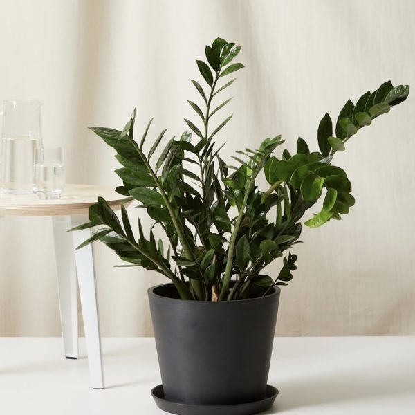 Bloomscape Plants Review - Must Read This Before Buying