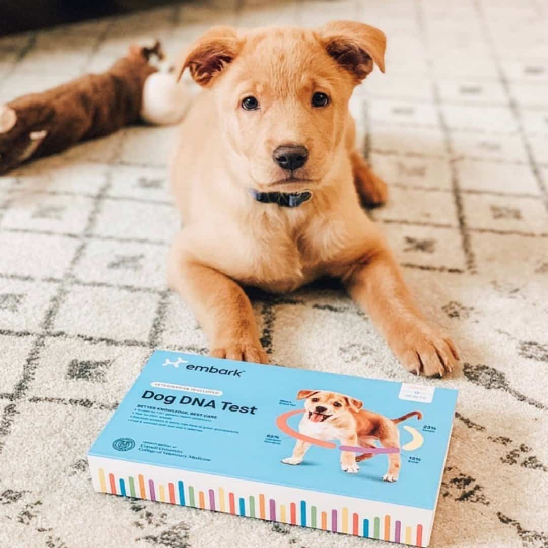 Embark Dog DNA Test Review - Must Read This Before Buying