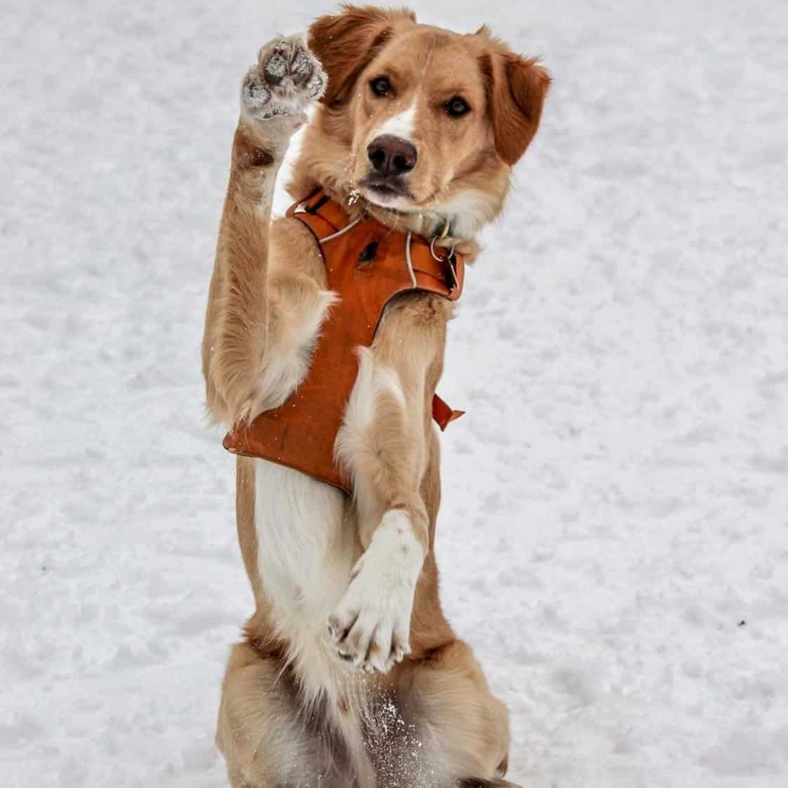 Embark Dog DNA Test Review - Must Read This Before Buying