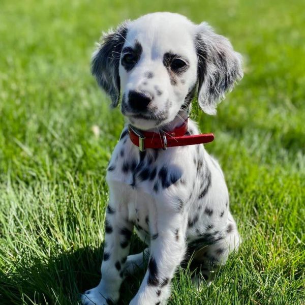 Embark Dog DNA Test Review - Must Read This Before Buying