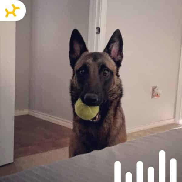 Embark Dog DNA Test Review - Must Read This Before Buying