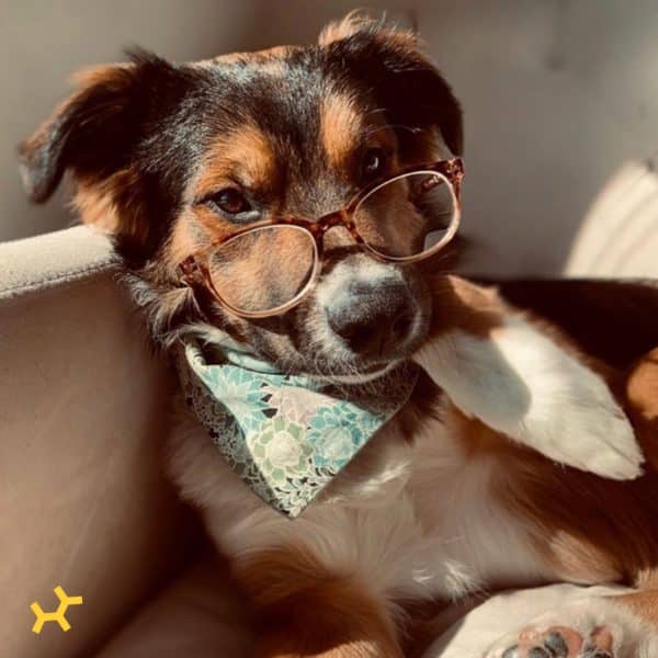 Embark Dog DNA Test Review - Must Read This Before Buying