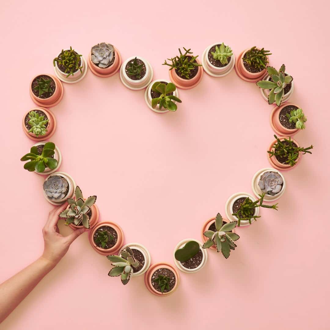 The Sill Plants Review - Must Read This Before Buying