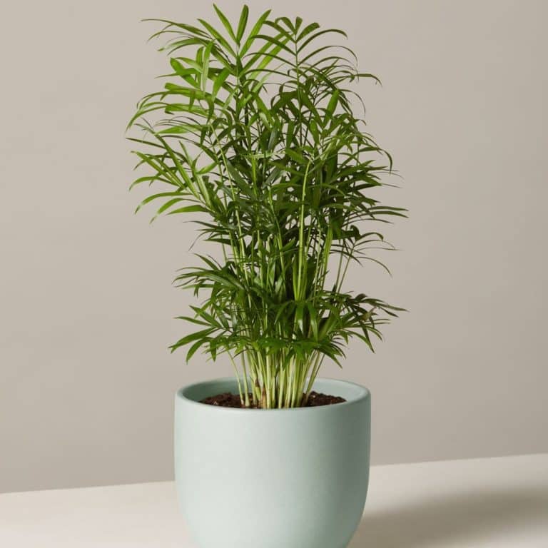 The Sill Plants Review - Must Read This Before Buying