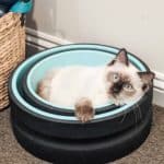 Chirp Wheel Review - Must Read This Before Buying