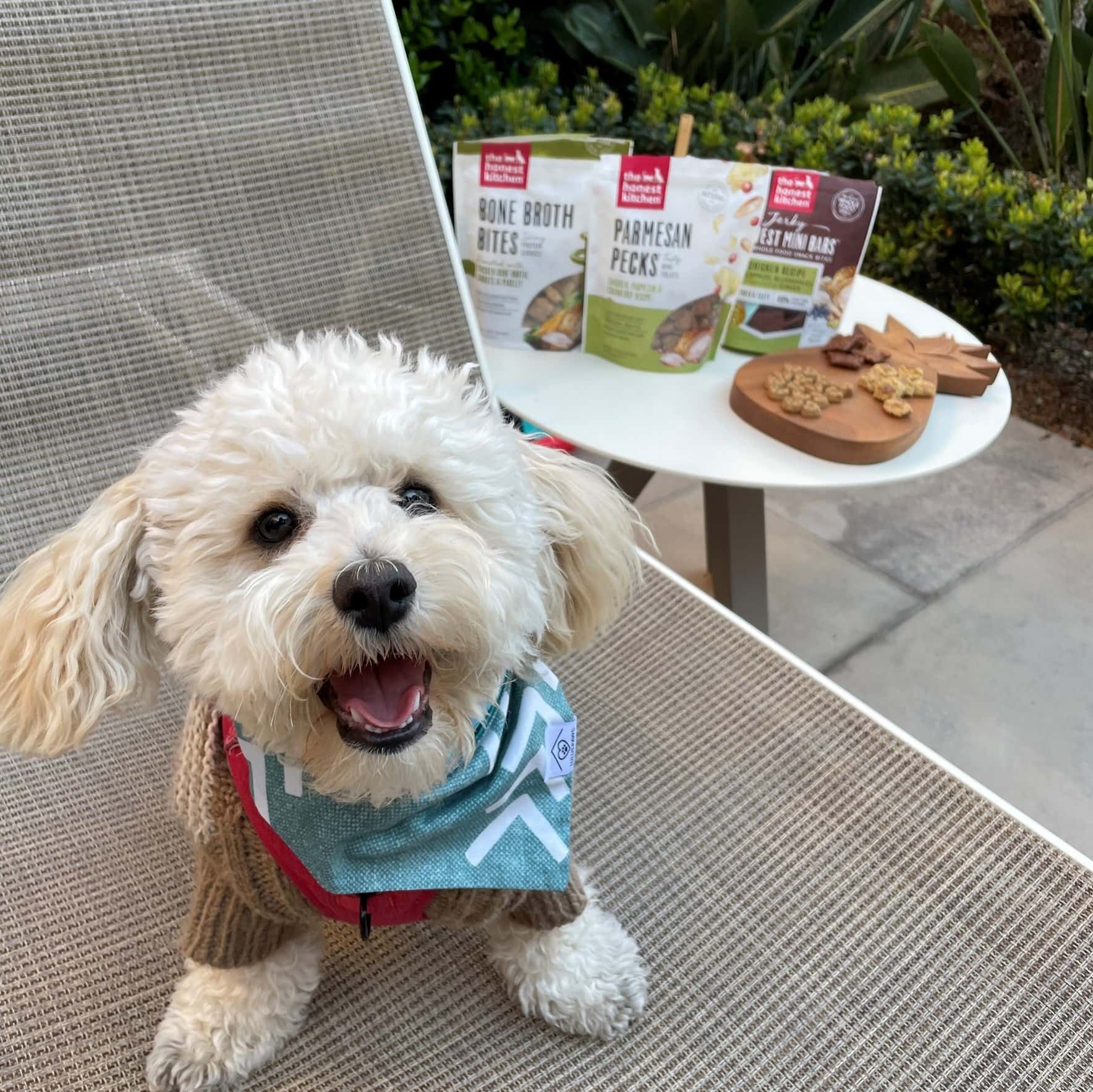 The Honest Kitchen Dog Food Review - Must Read This Before Buying