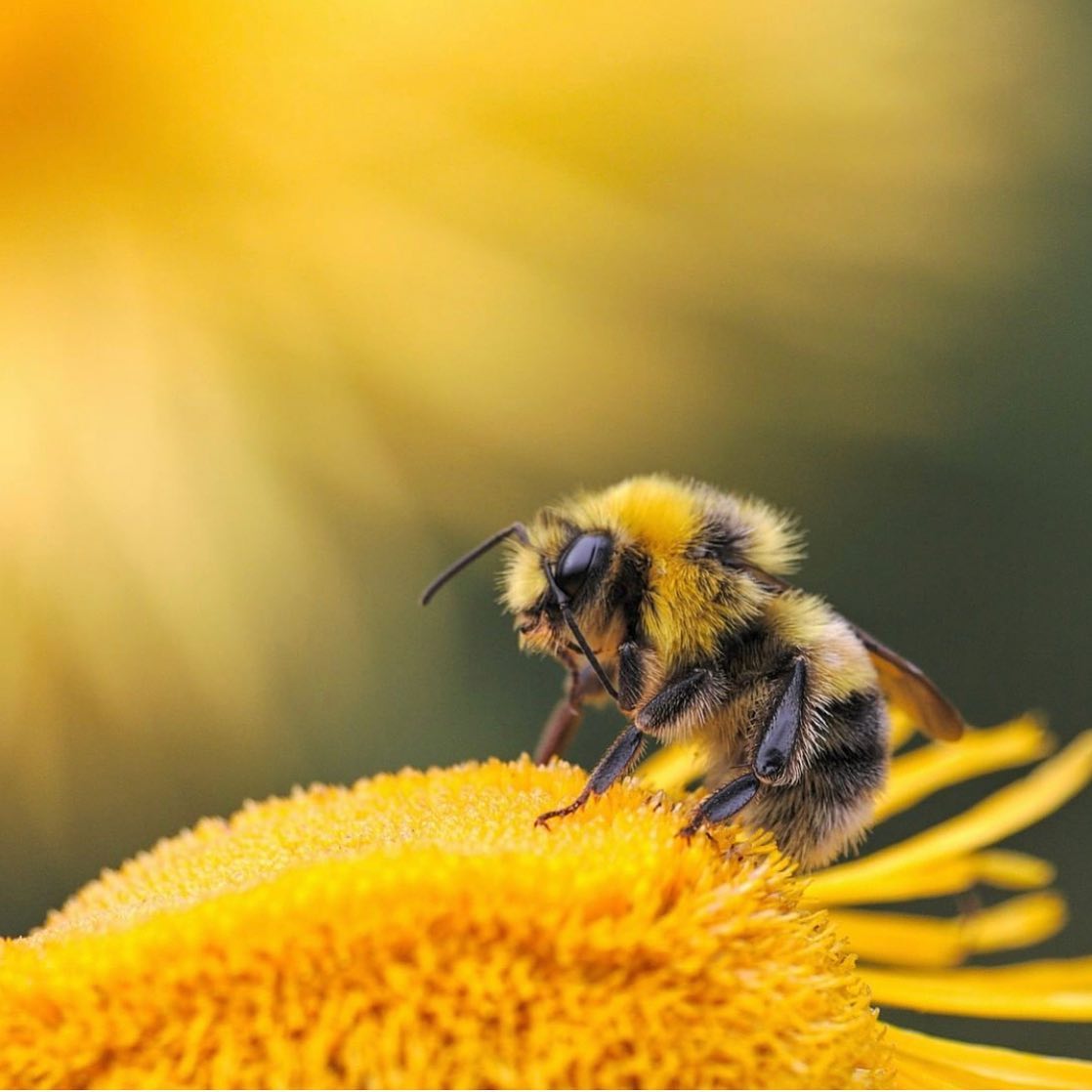 Beekeepers Naturals Review - Must Read This Before Buying