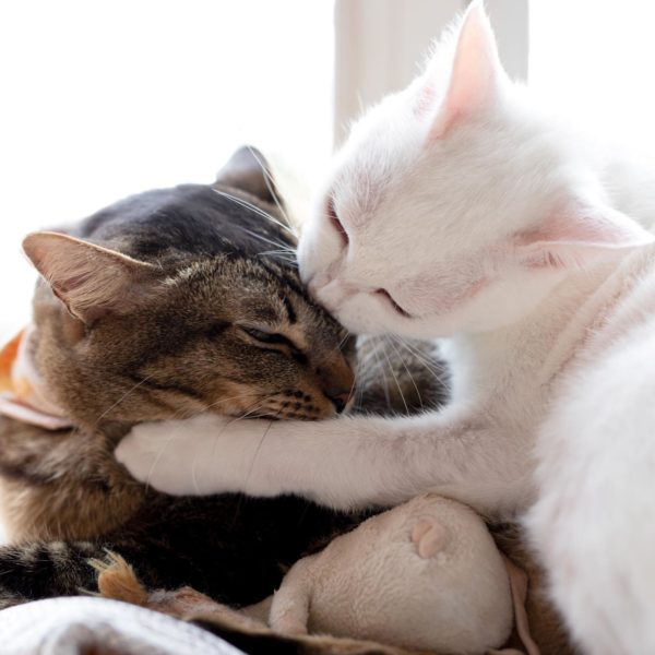 Pretty Litter Review - Must Read This Before Buying