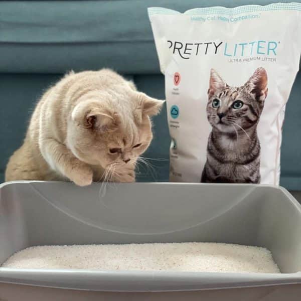 Pretty Litter Review - Must Read This Before Buying