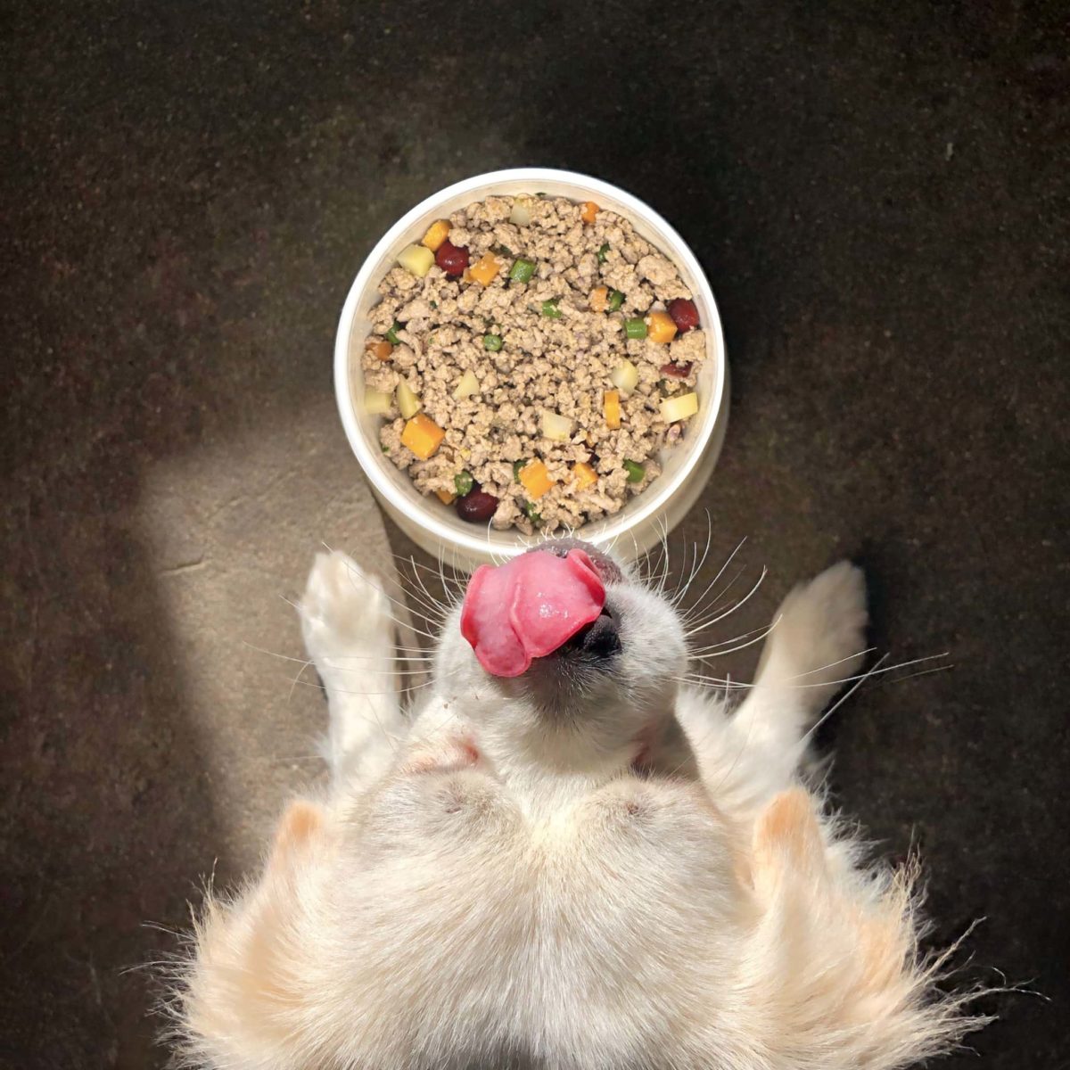 Kabo Fresh Dog Food Review - Must Read This Before Buying