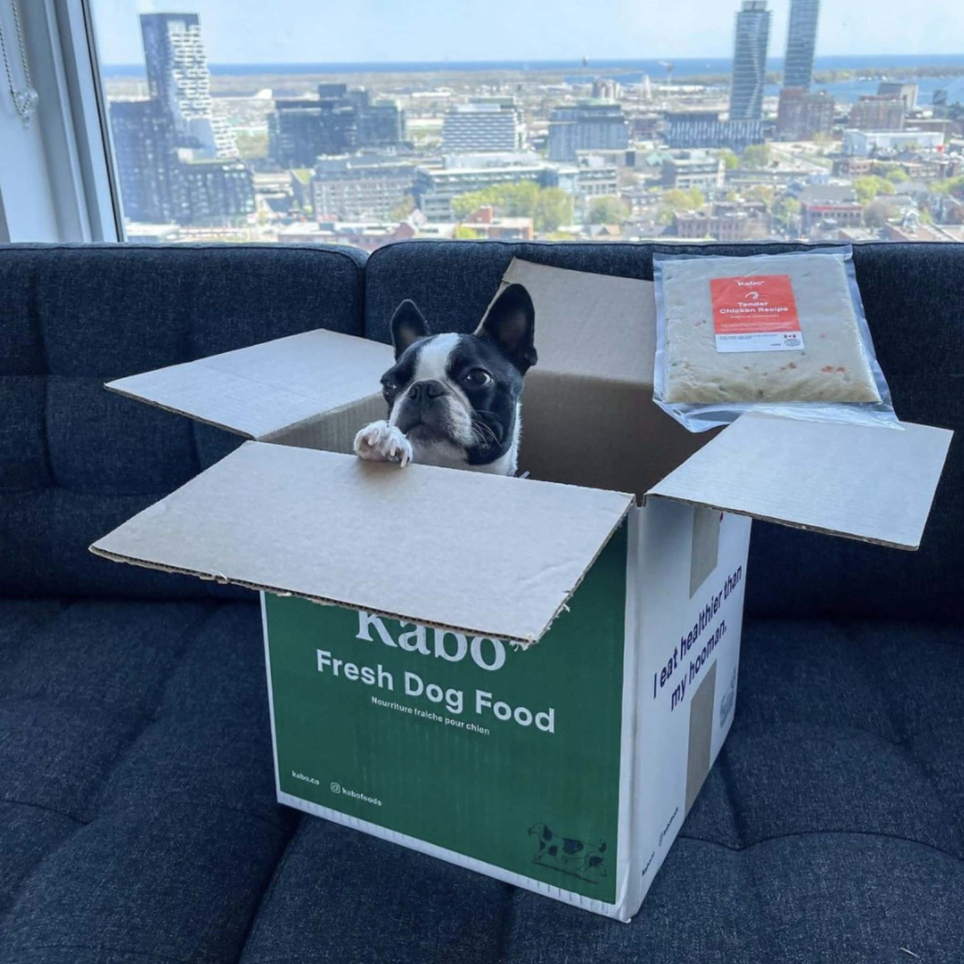 Kabo Fresh Dog Food Review - Must Read This Before Buying