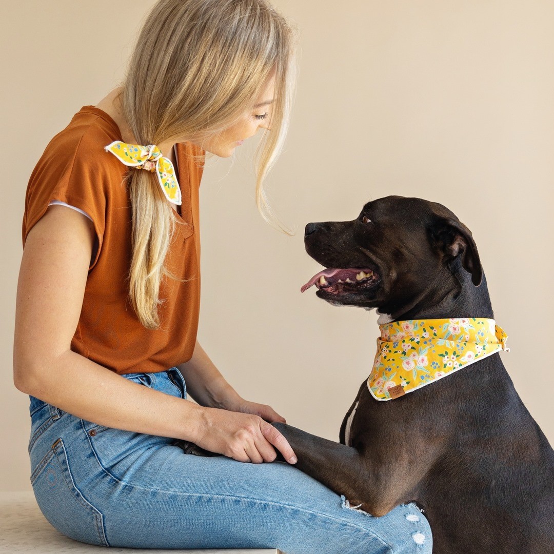 The Foggy Dog Review - Must Read This Before Buying