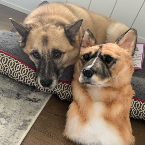 Cuddle Clones Review - Must Read This Before Buying