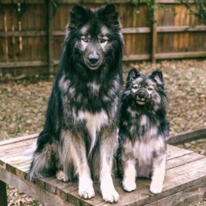 Cuddle Clones Review - Must Read This Before Buying