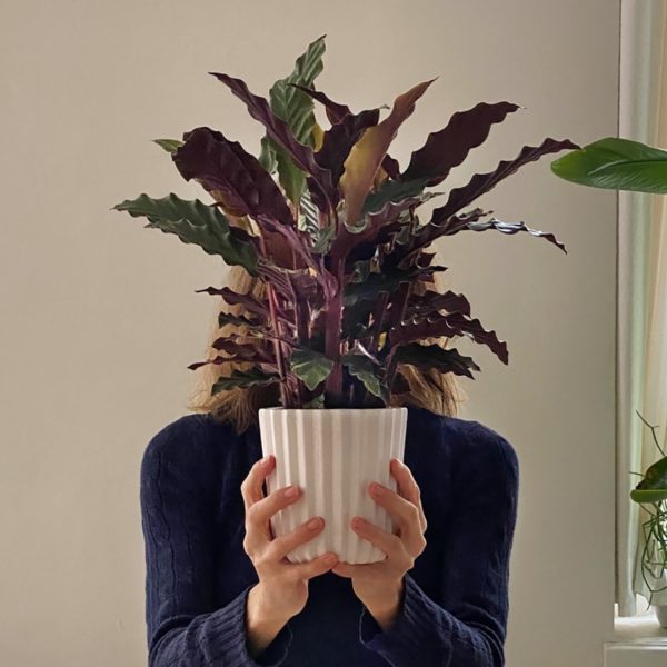 FTD Flowers Review - Must Read This Before Buying