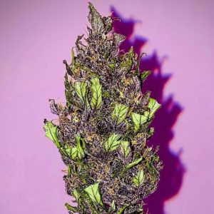 Herbies Seeds Review - Must Read This Before Buying