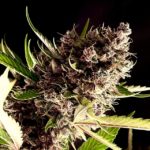 Herbies Seeds Review - Must Read This Before Buying