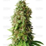 Herbies Seeds Review - Must Read This Before Buying