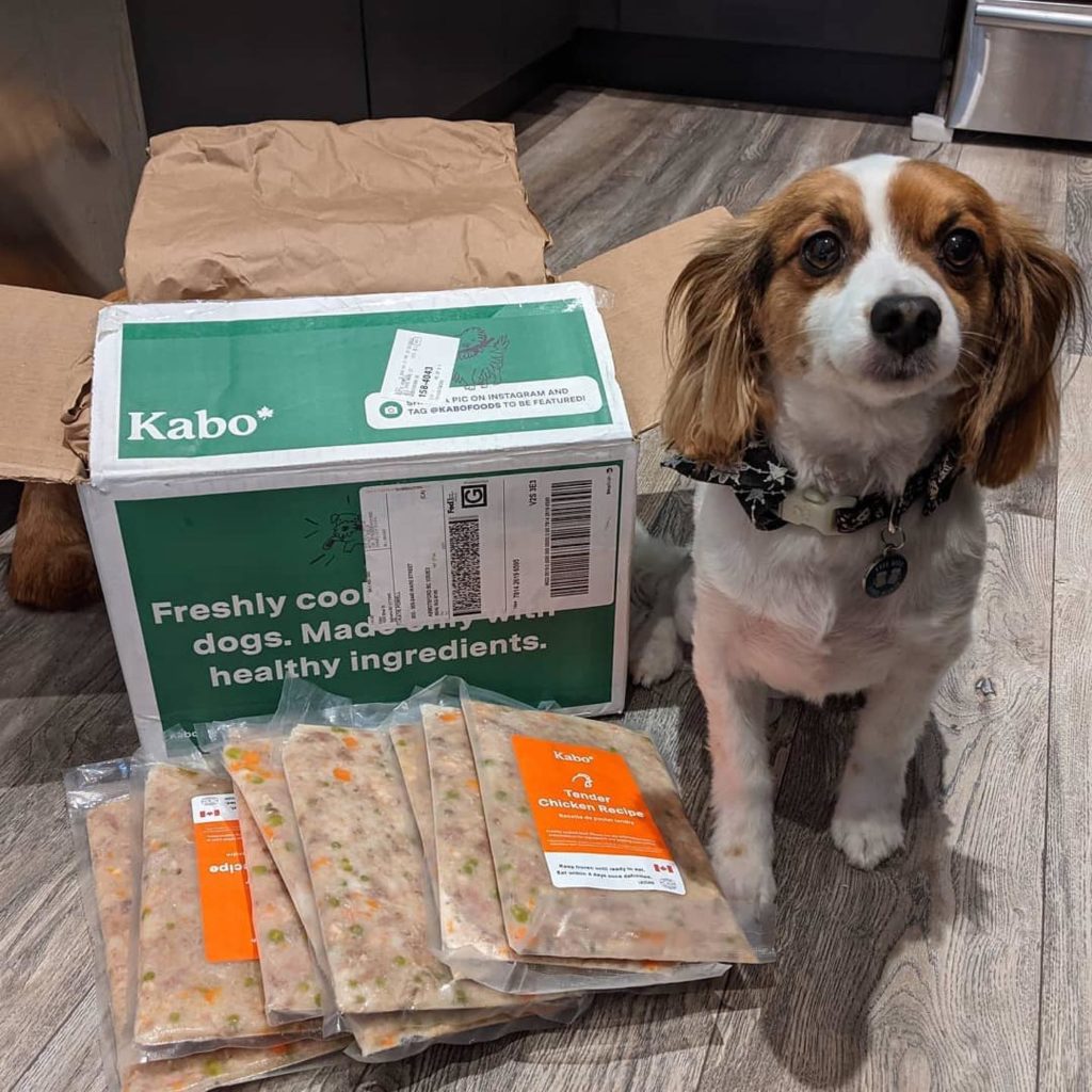 Kabo Fresh Dog Food Review - Must Read This Before Buying