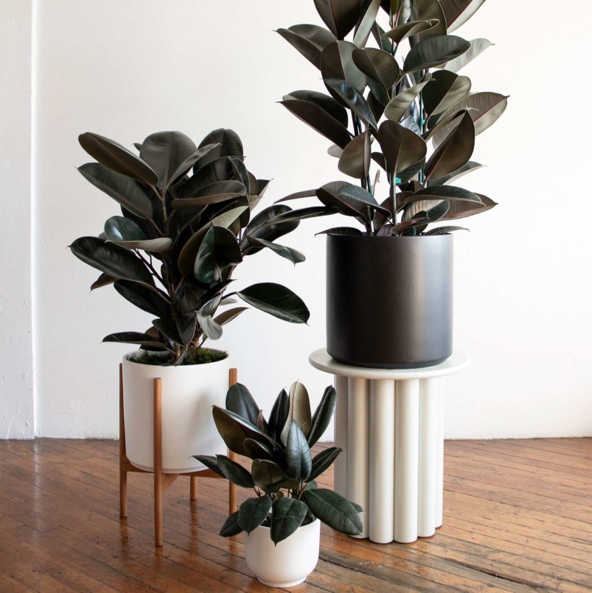 Léon and George Review - Must Read This Before Buying