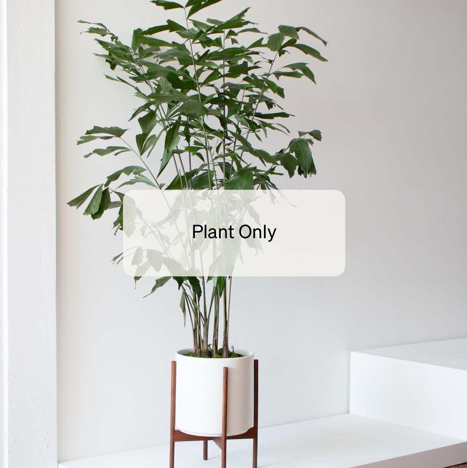 Léon and George Review - Must Read This Before Buying