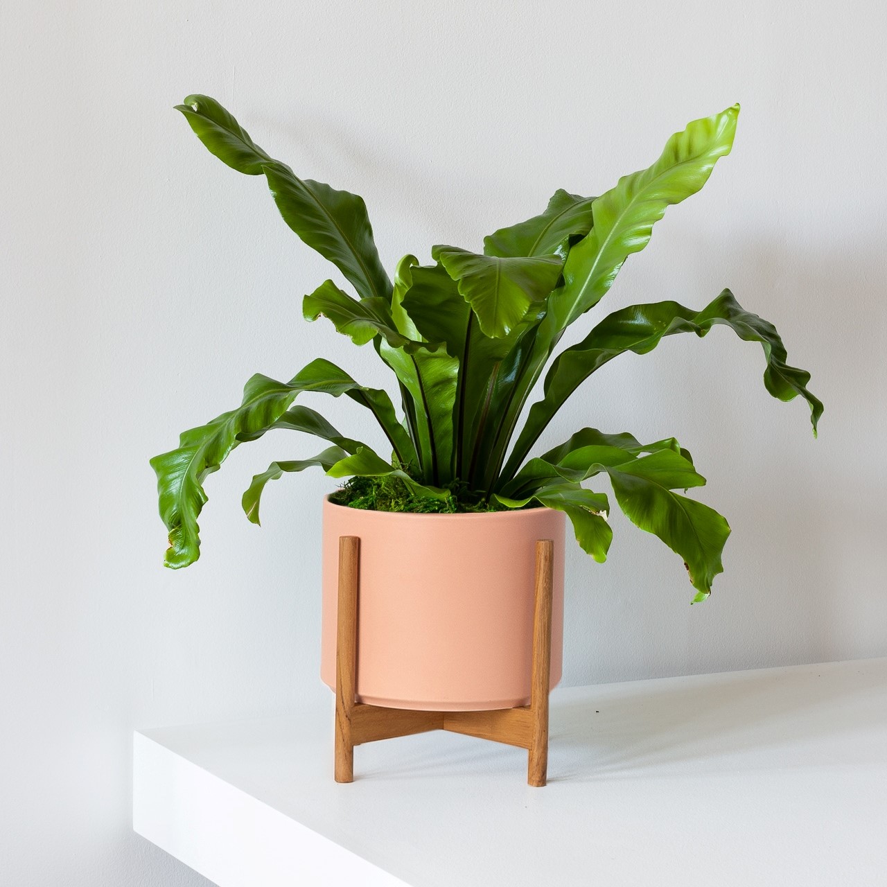 Léon and George Review - Must Read This Before Buying