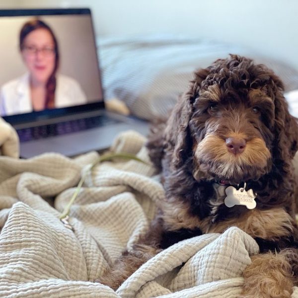 Sesame Care Review - Must Read This Before Buying