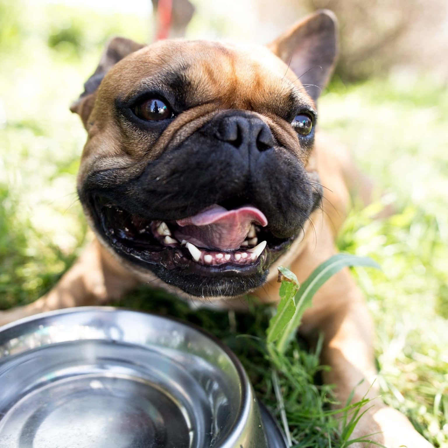 Pawrade Review - Must Read This Before Buying