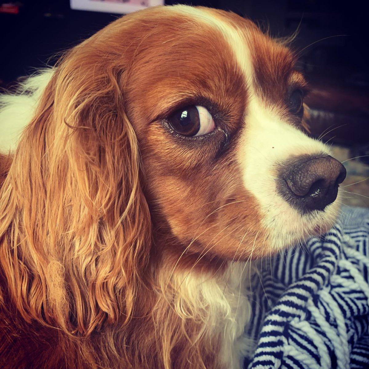 Pawrade Review - Must Read This Before Buying