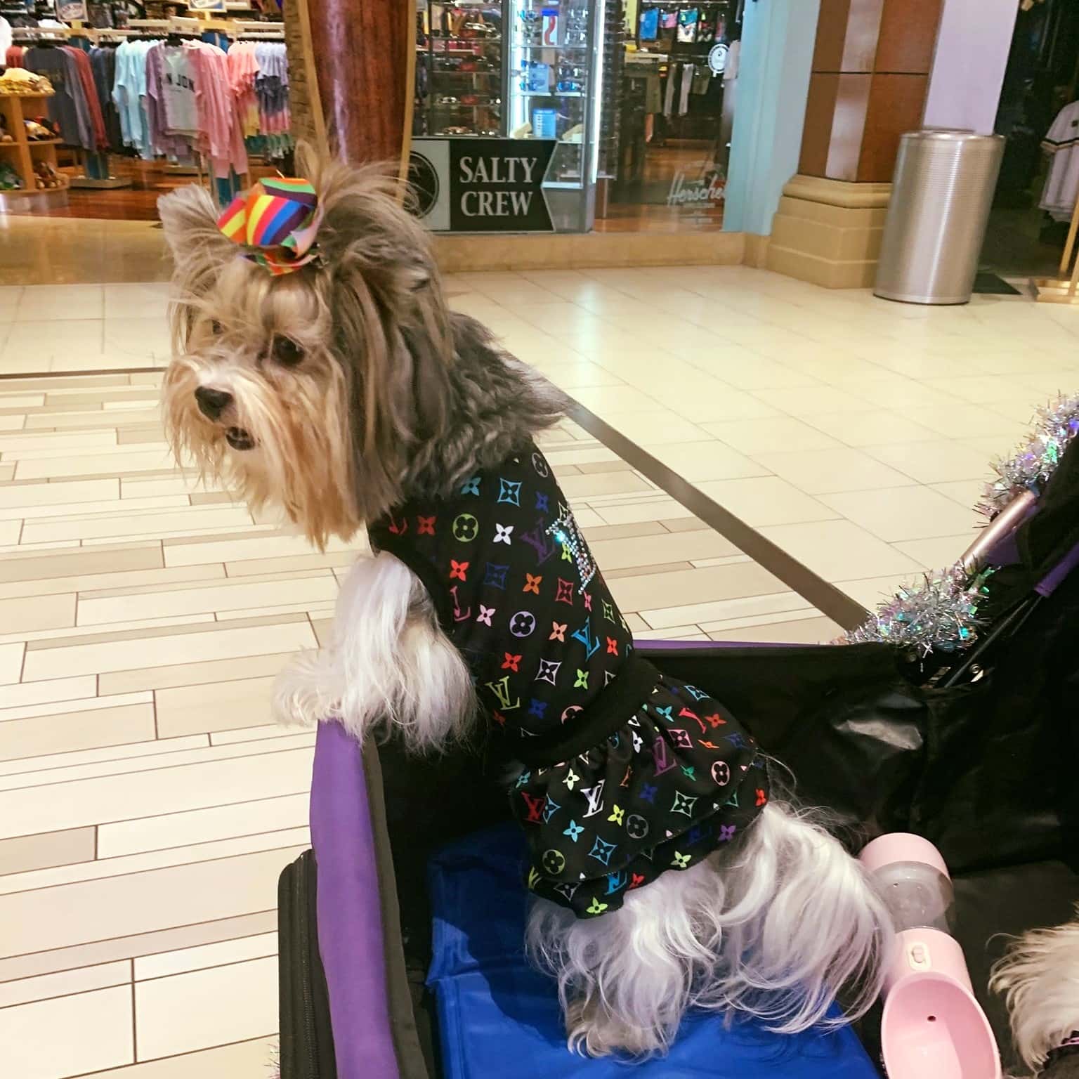 Pawrade Review - Must Read This Before Buying