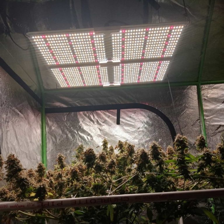 Spider Farmer LED Grow Lights Review - Must Read This Before Buying