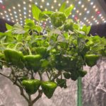 Spider Farmer LED Grow Lights Review - Must Read This Before Buying