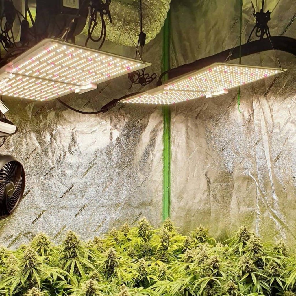 Spider Farmer LED Grow Lights Review - Must Read This Before Buying