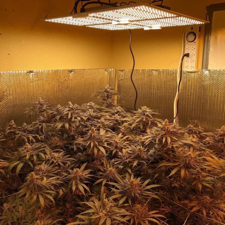 Spider Farmer LED Grow Lights Review - Must Read This Before Buying