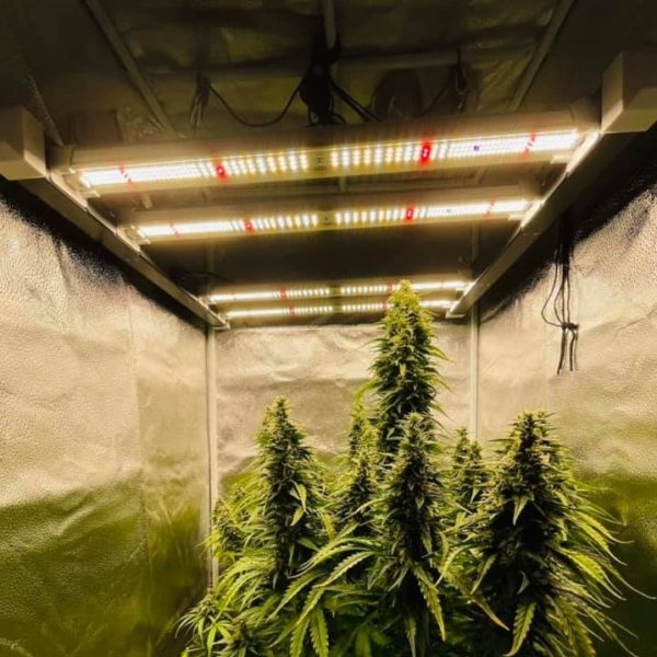 Spider Farmer LED Grow Lights Review - Must Read This Before Buying