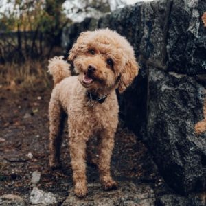 Maev Dog Food Review - Must Read This Before Buying