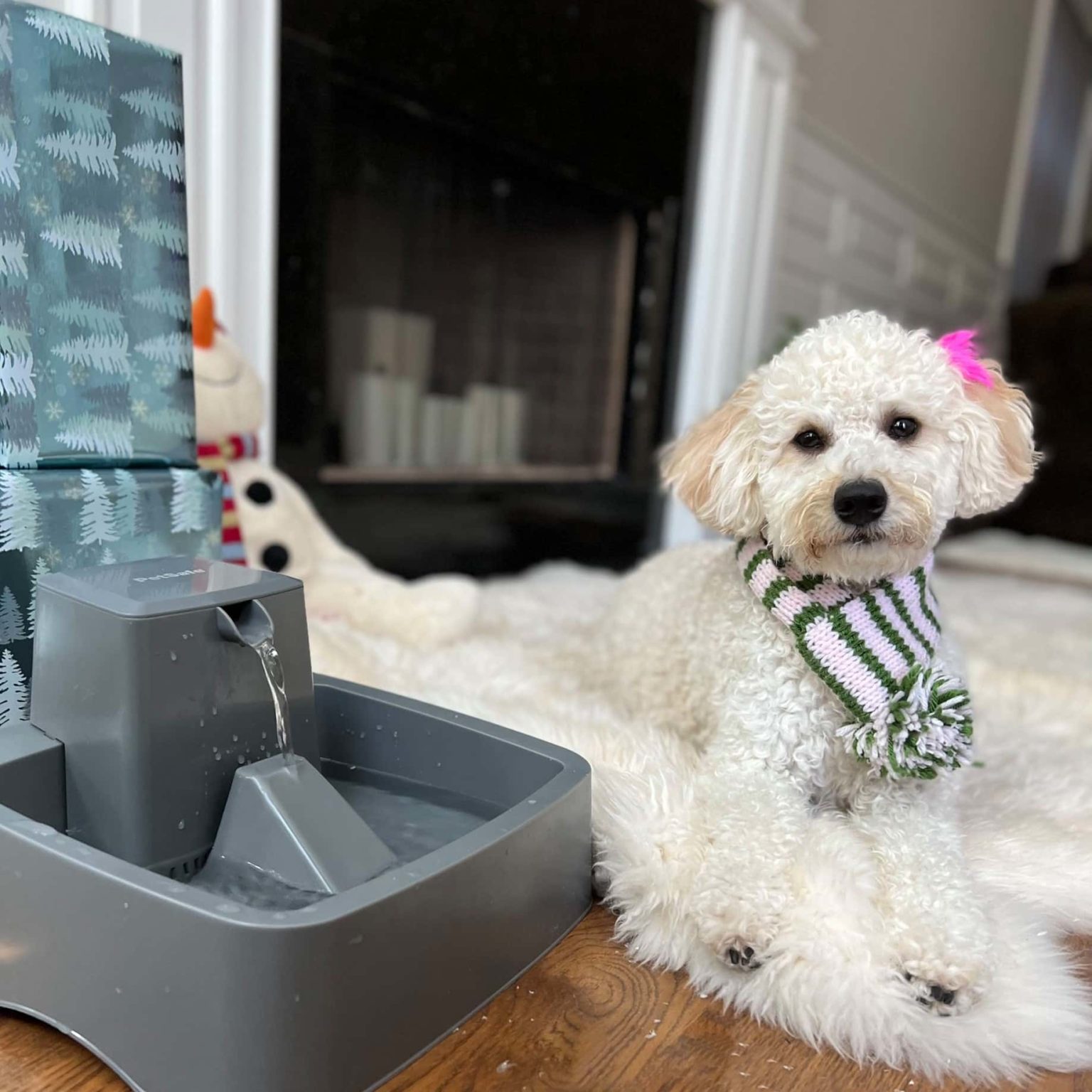 PetSafe Review - Must Read This Before Buying