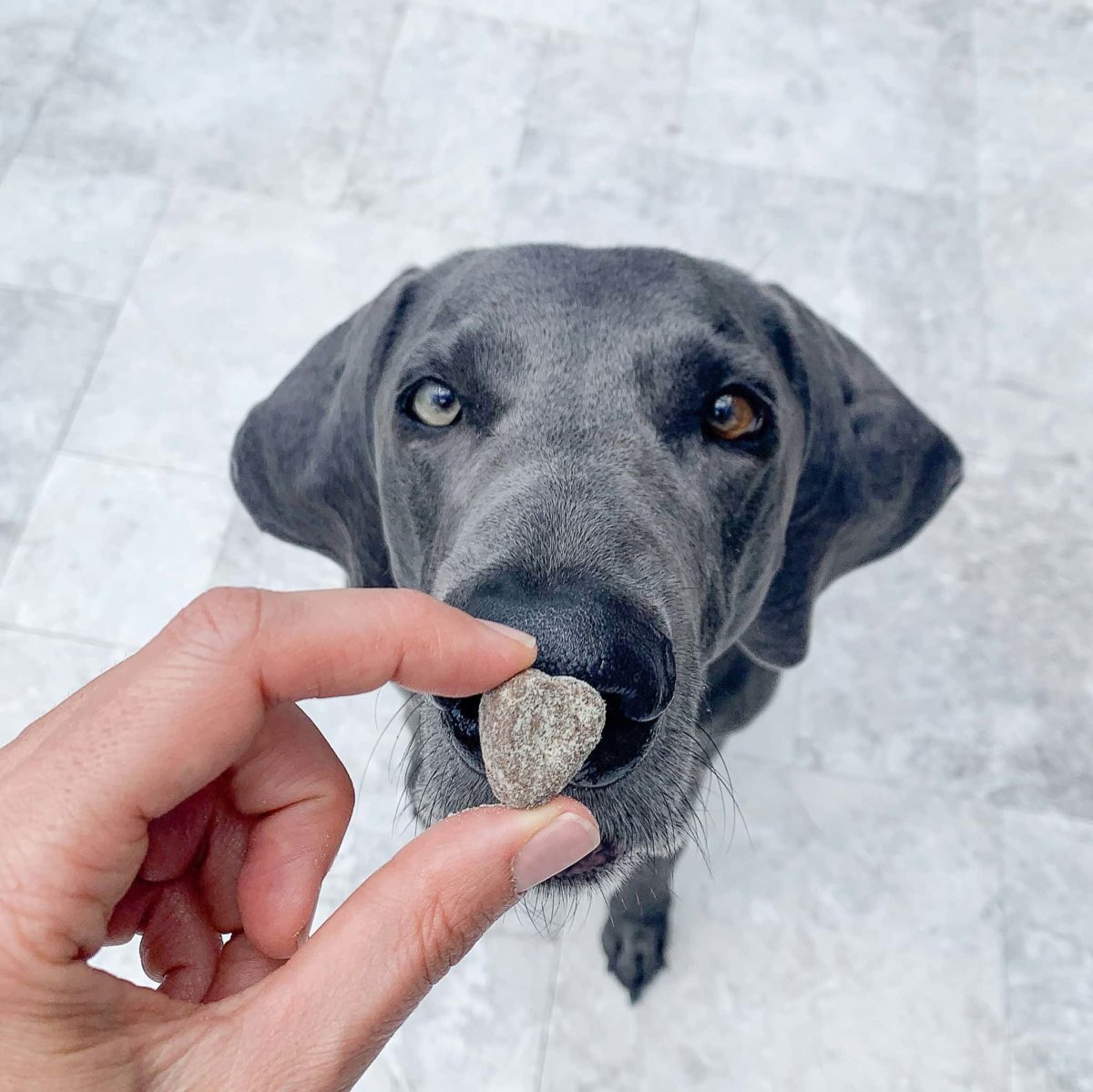 Zesty Paws Review - Must Read This Before Buying