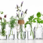DHerbs Review - Must Read This Before Buying