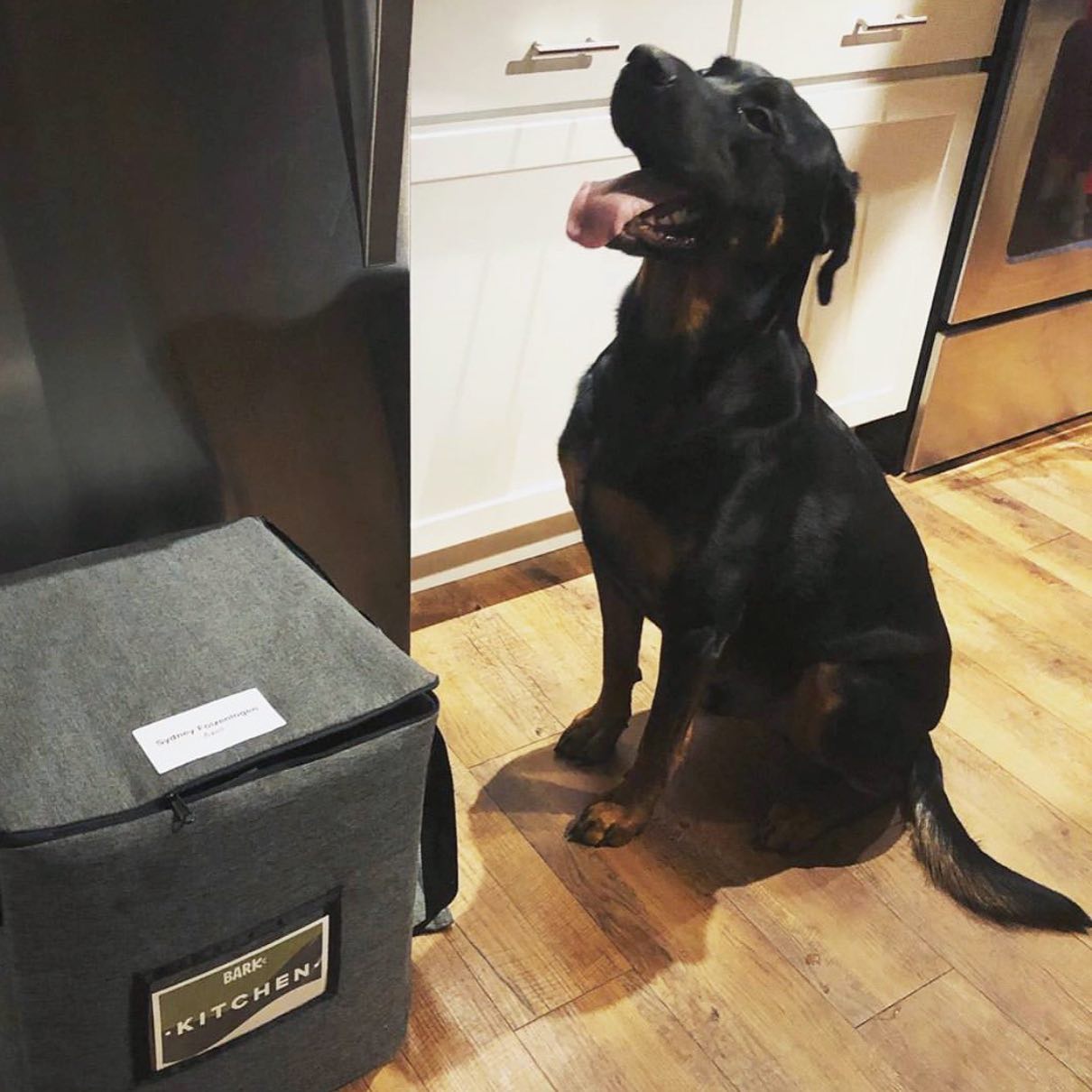 Bark Eats Dog Food Review - Must Read This Before Buying