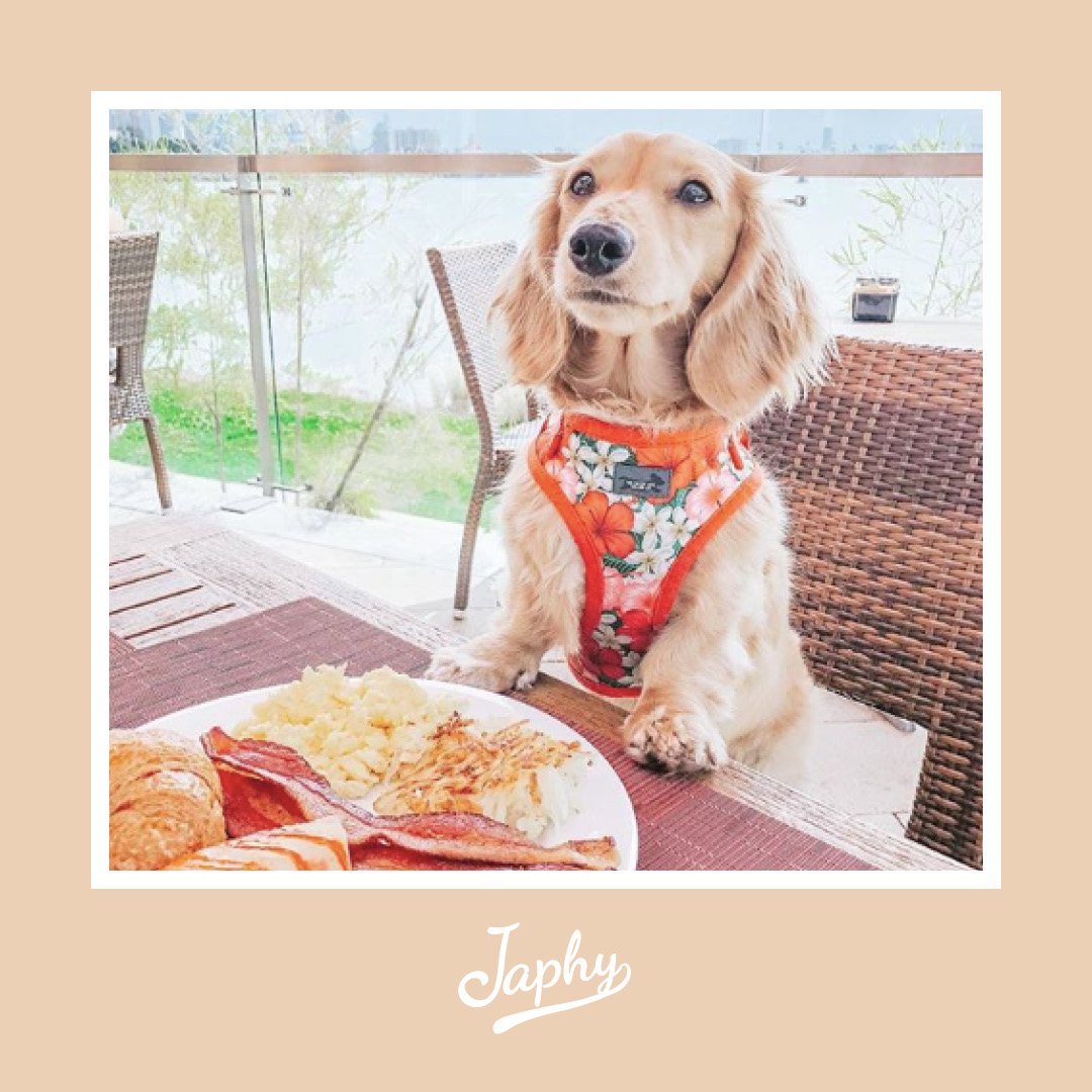 Japhy Review - Must Read This Before Buying