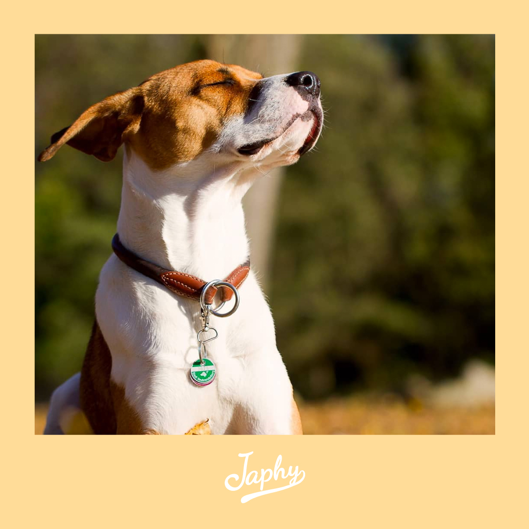 Japhy Review - Must Read This Before Buying